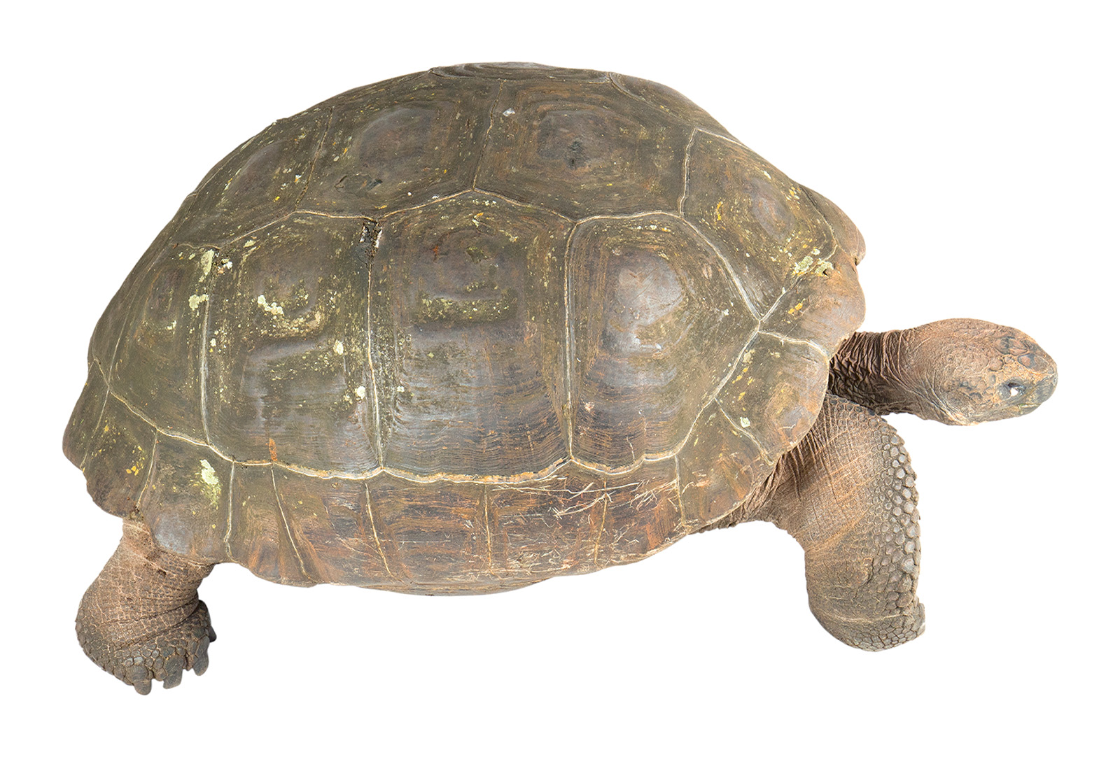 Alcedo Giant-Tortoise (Chelonoidis vandenburghi)