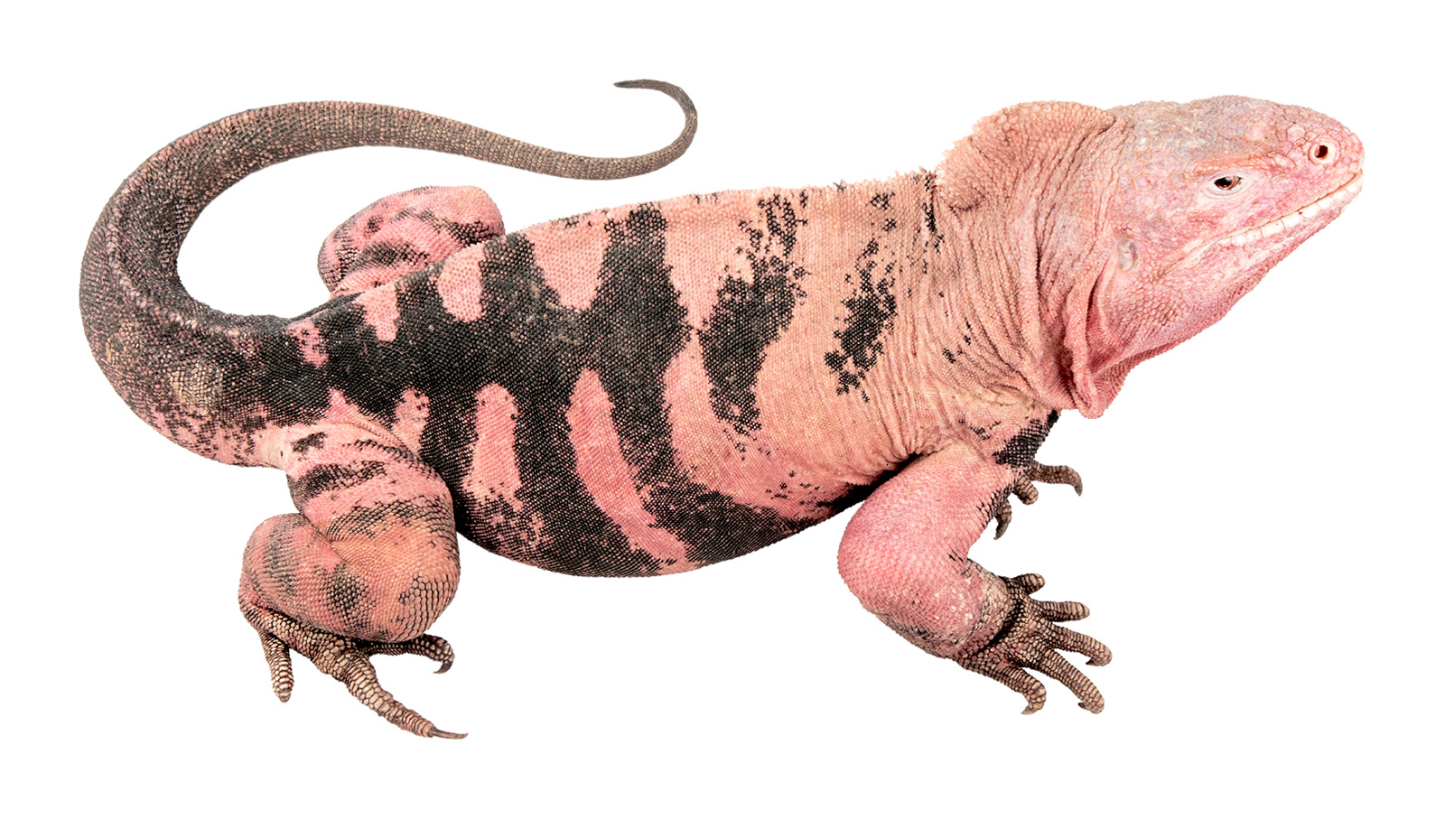 Pink Land-Iguana (Conolophus marthae)