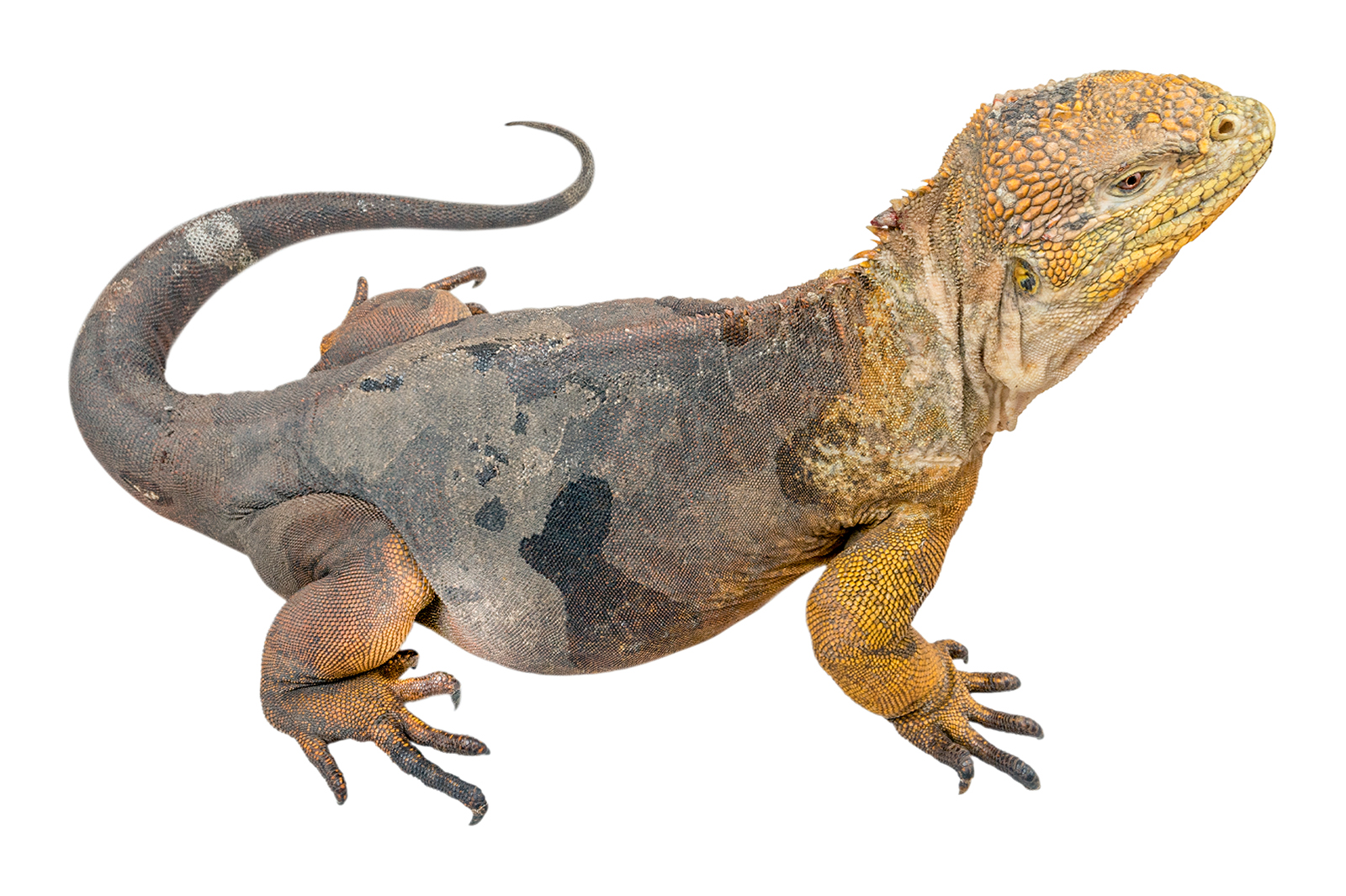 Galápagos Land-Iguana (Conolophus subcristatus)