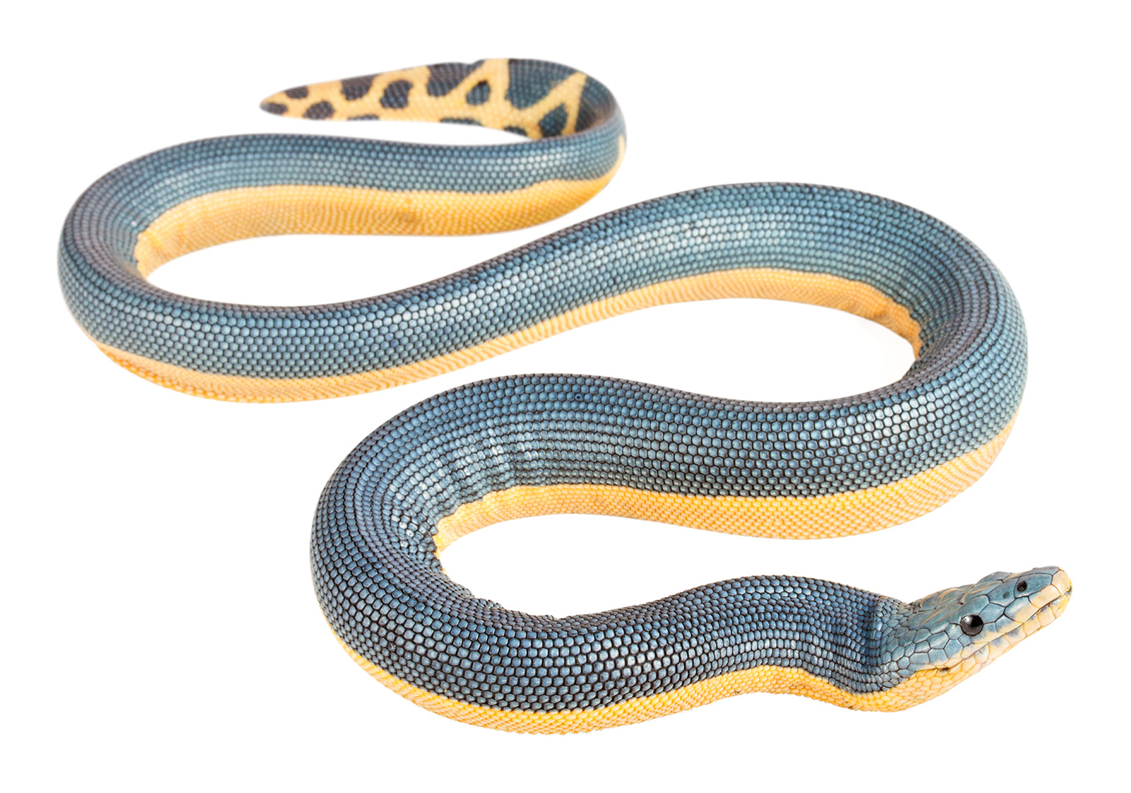 Yellow bellied Sea Snake Hydrophis Platurus 