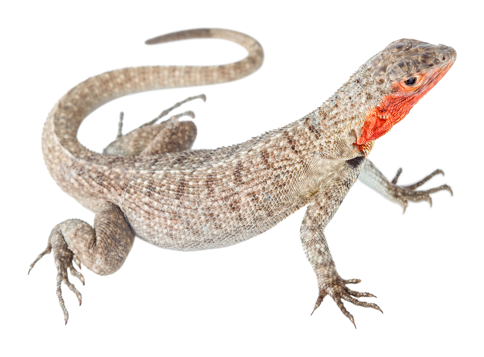Santa Fe Lava-Lizard (Microlophus barringtonensis)