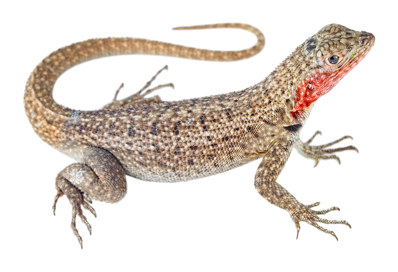 Santa Fe Lava-Lizard (Microlophus barringtonensis)