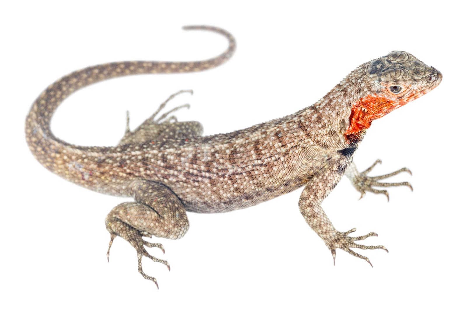 Santa Fe Lava-Lizard (Microlophus barringtonensis)