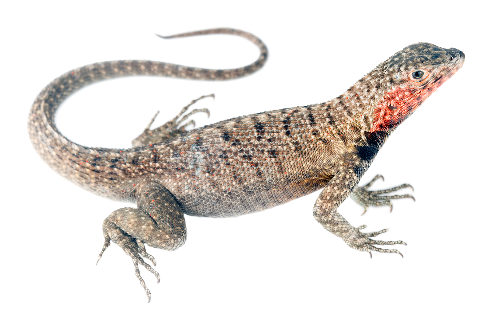 Santa Fe Lava-Lizard (Microlophus barringtonensis)