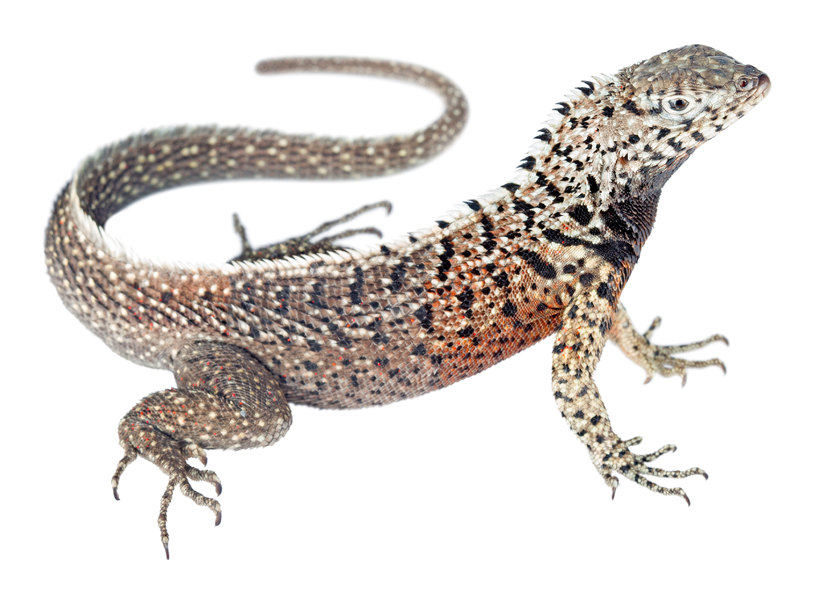 Santa Fe Lava-Lizard (Microlophus barringtonensis)