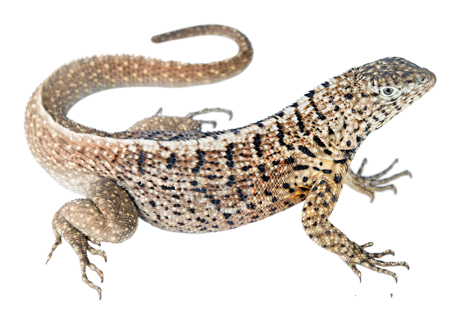 Santa Fe Lava-Lizard (Microlophus barringtonensis)