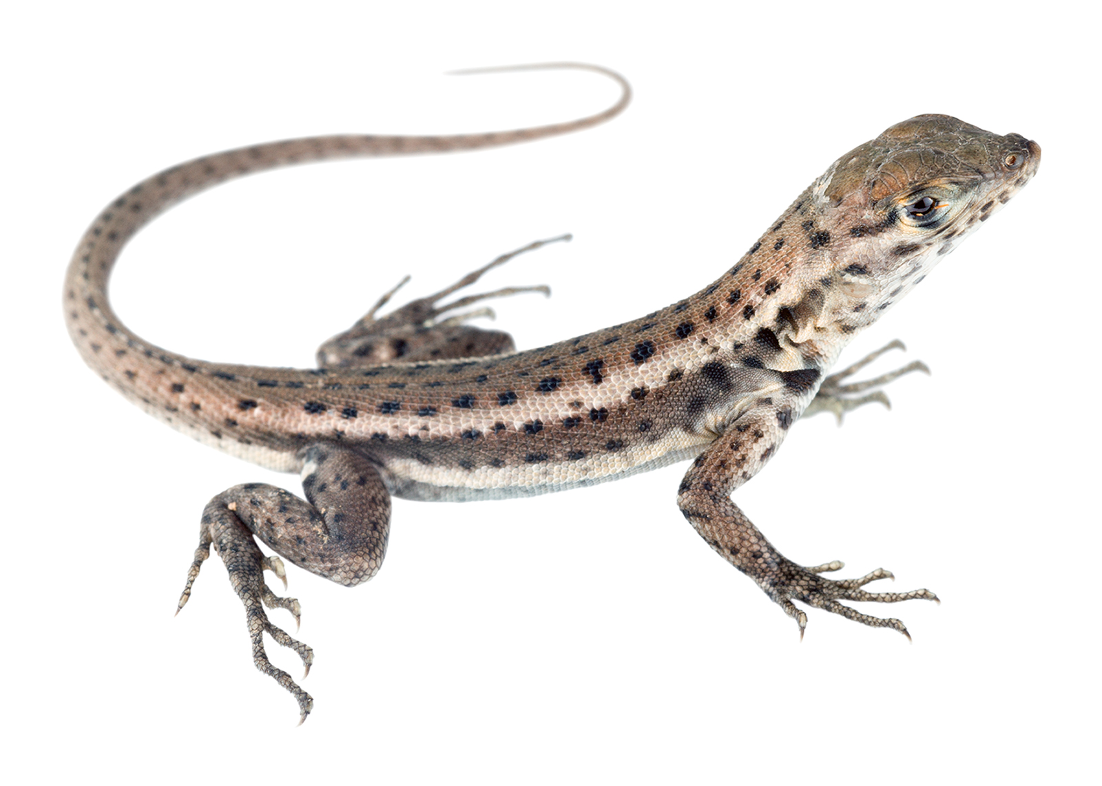 Santa Fe Lava-Lizard (Microlophus barringtonensis)