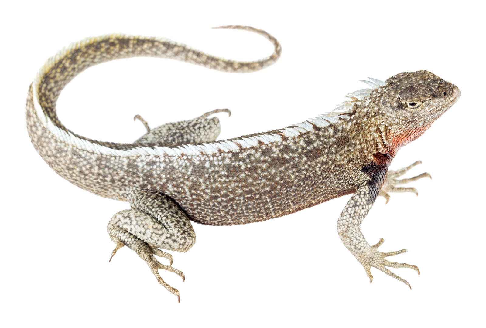 Marchena Lava-Lizard (Microlophus habelii)