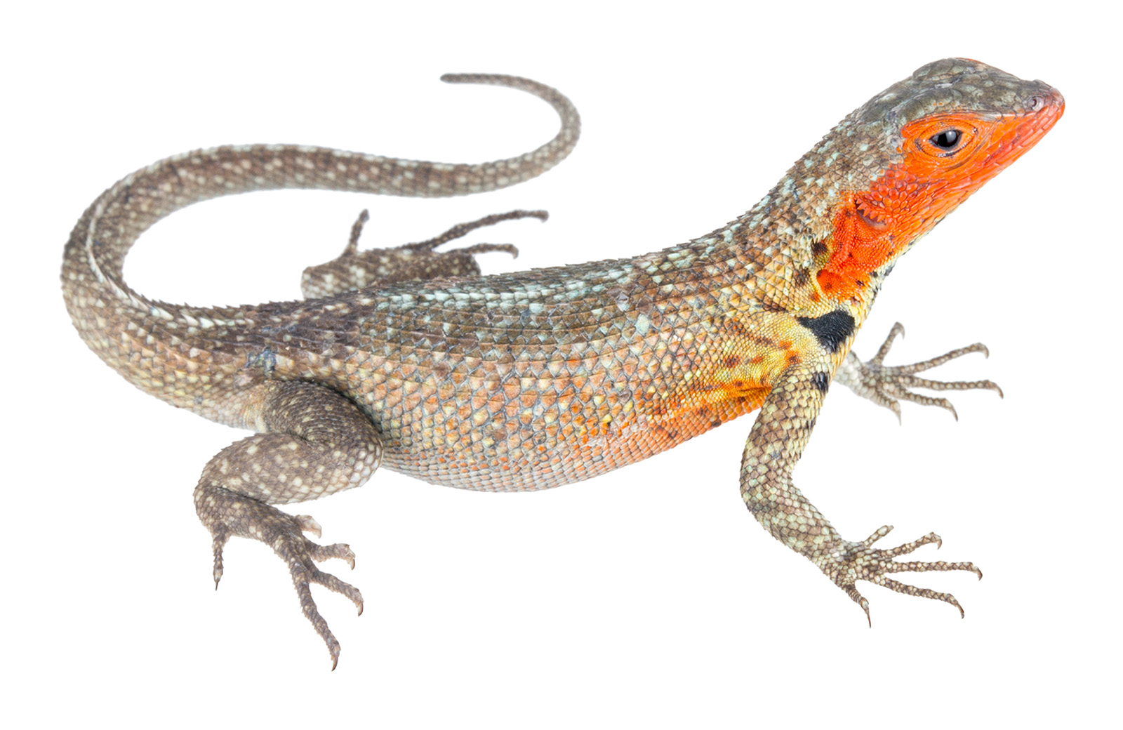 Santa Cruz Lava-Lizard (Microlophus indefatigabilis)