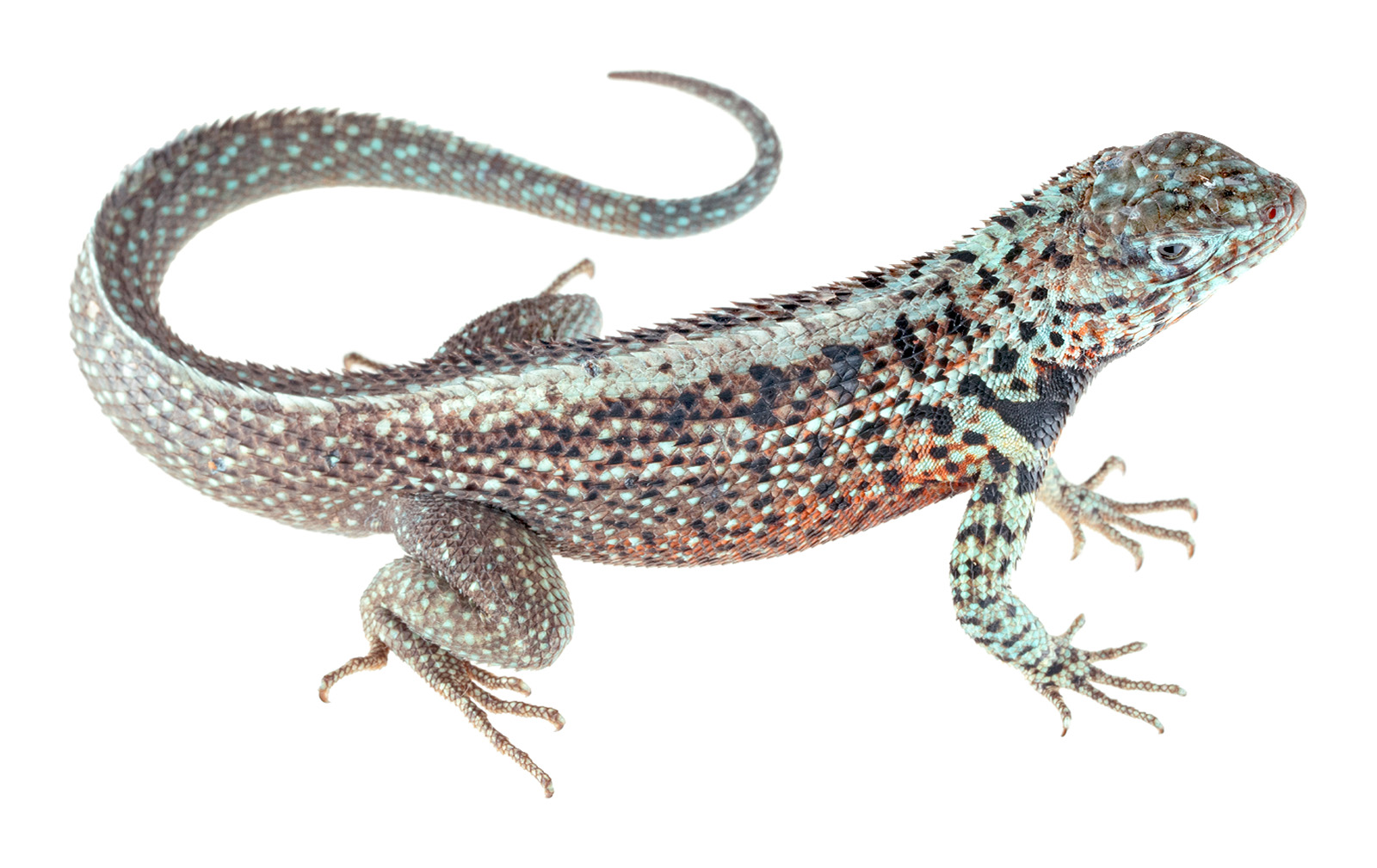 Santa Cruz Lava-Lizard (Microlophus indefatigabilis)