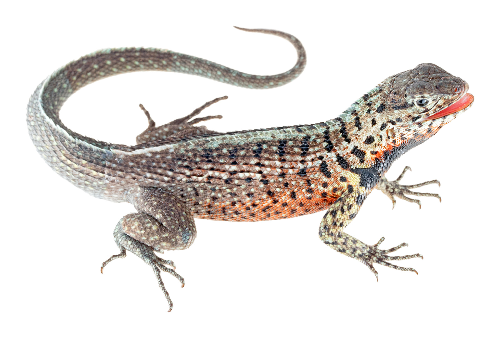 Santa Cruz Lava-Lizard (Microlophus indefatigabilis)