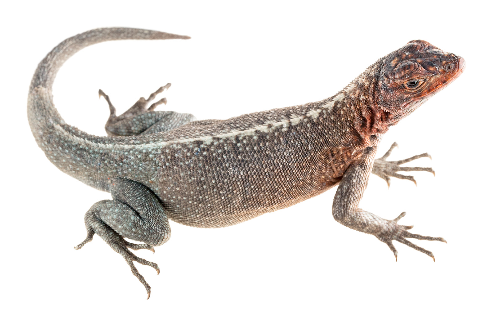 Pinta Lava-Lizard (Microlophus pacificus)