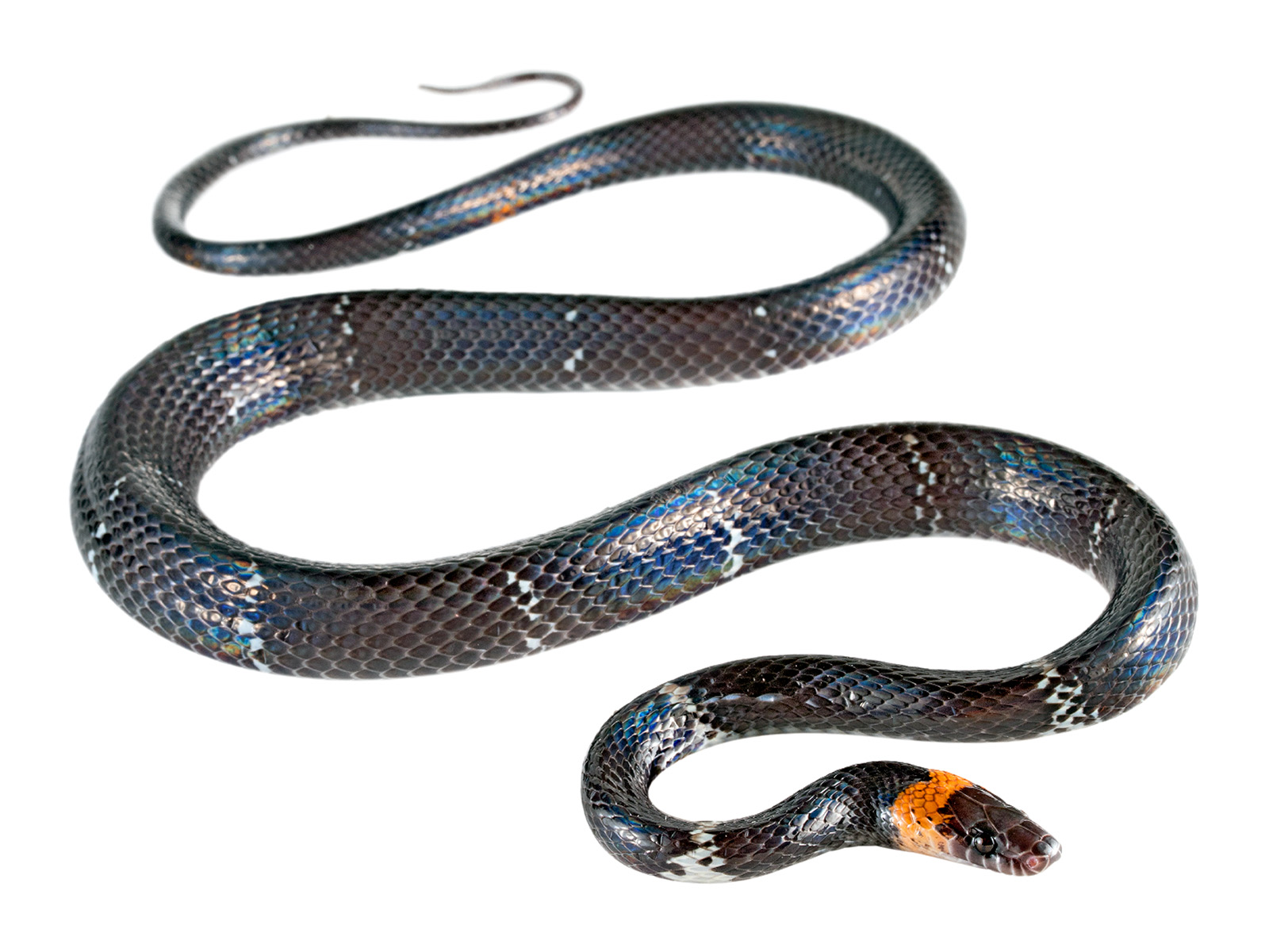 Impostor Flame-Snake (Oxyrhopus vanidicus)