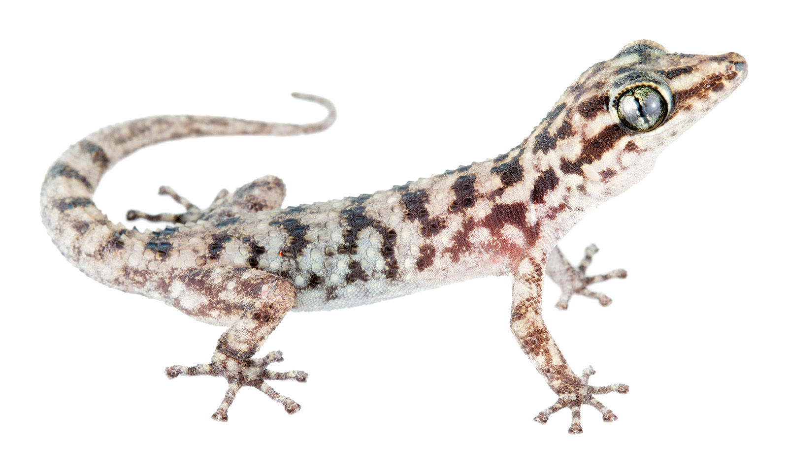 Darwin's Leaf-toed Gecko (Phyllodactylus darwini)