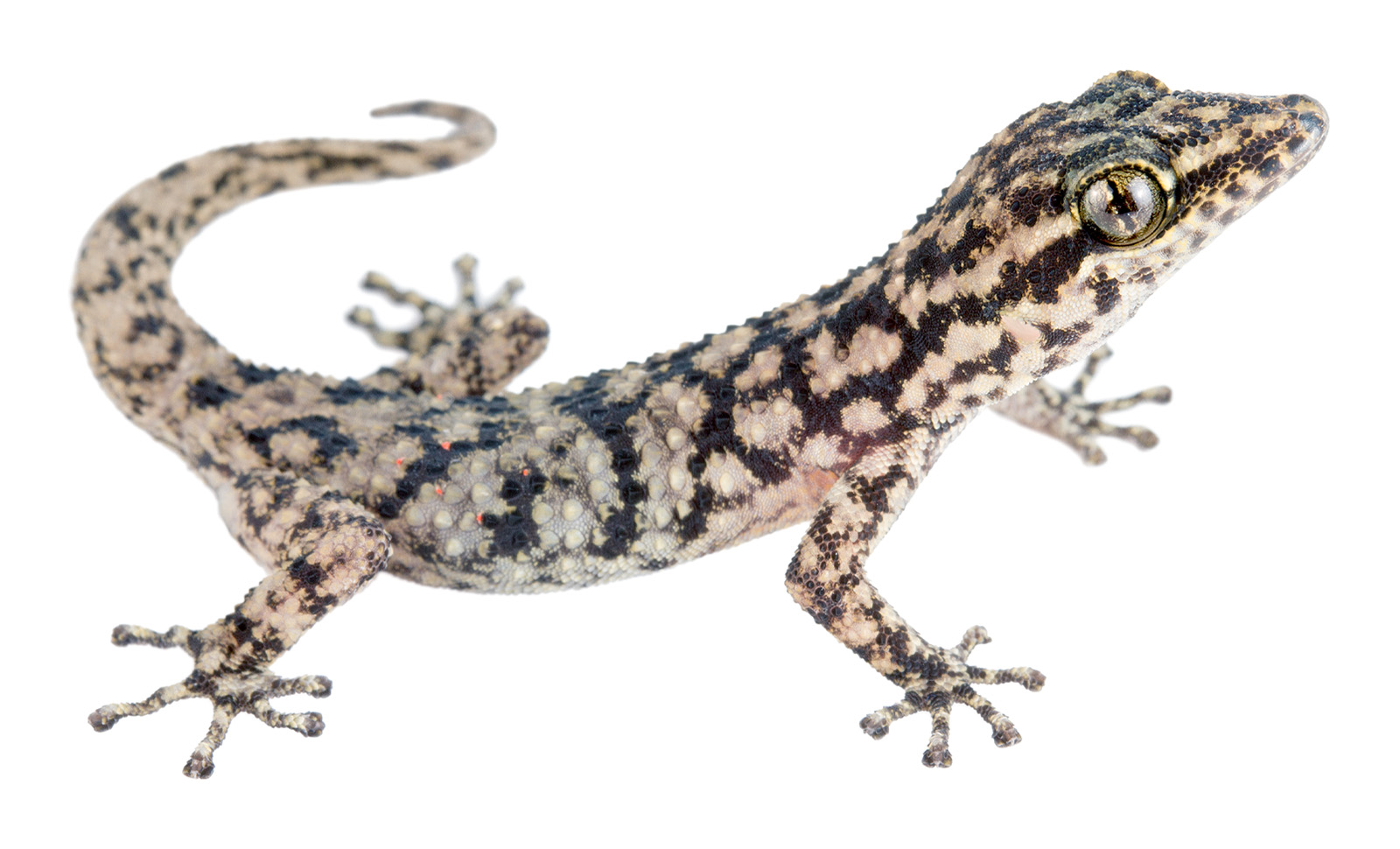 Darwin's Leaf-toed Gecko (Phyllodactylus darwini)