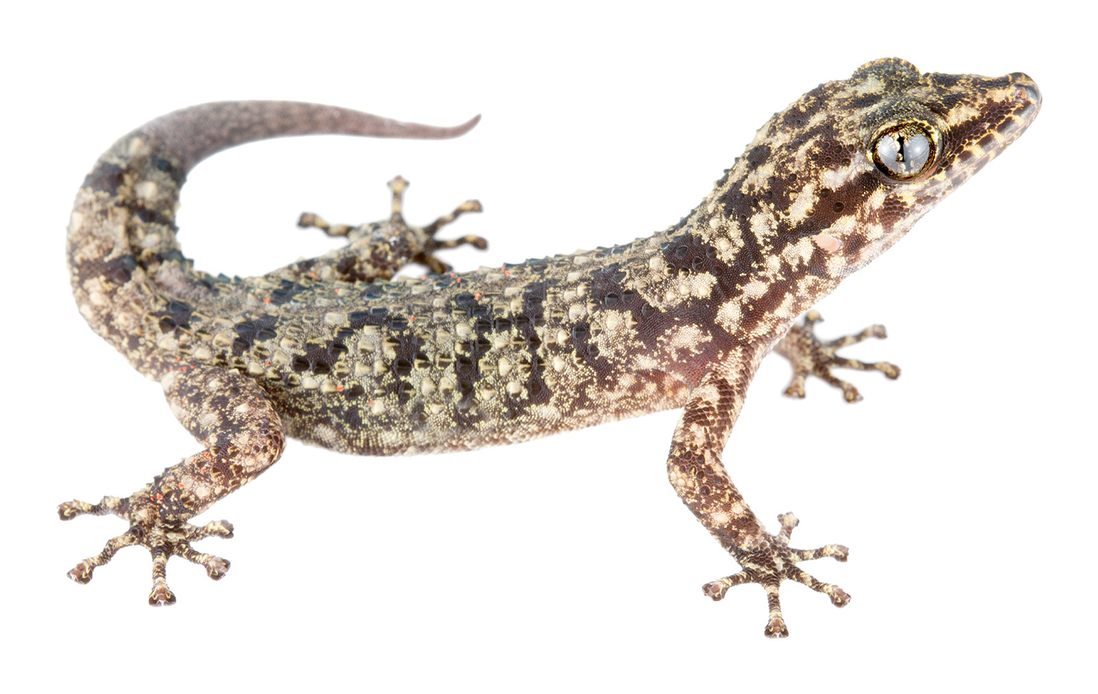Darwin's Leaf-toed Gecko (Phyllodactylus darwini)