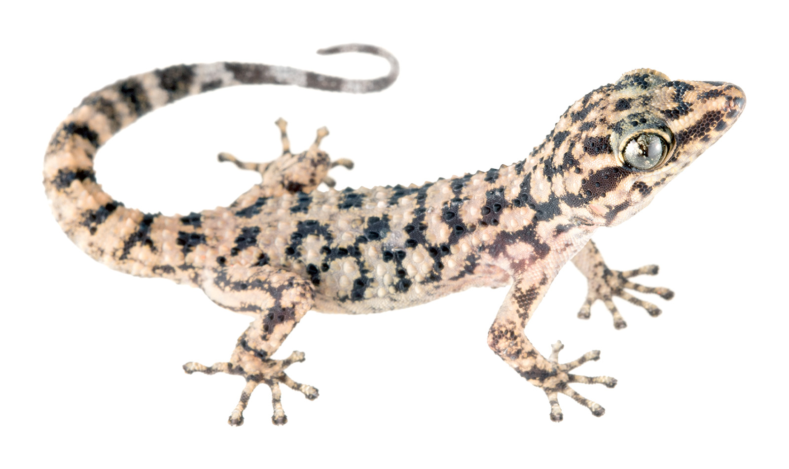 Darwin's Leaf-toed Gecko (Phyllodactylus darwini)