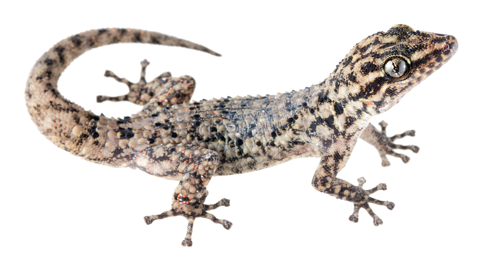 Darwin's Leaf-toed Gecko (Phyllodactylus darwini)