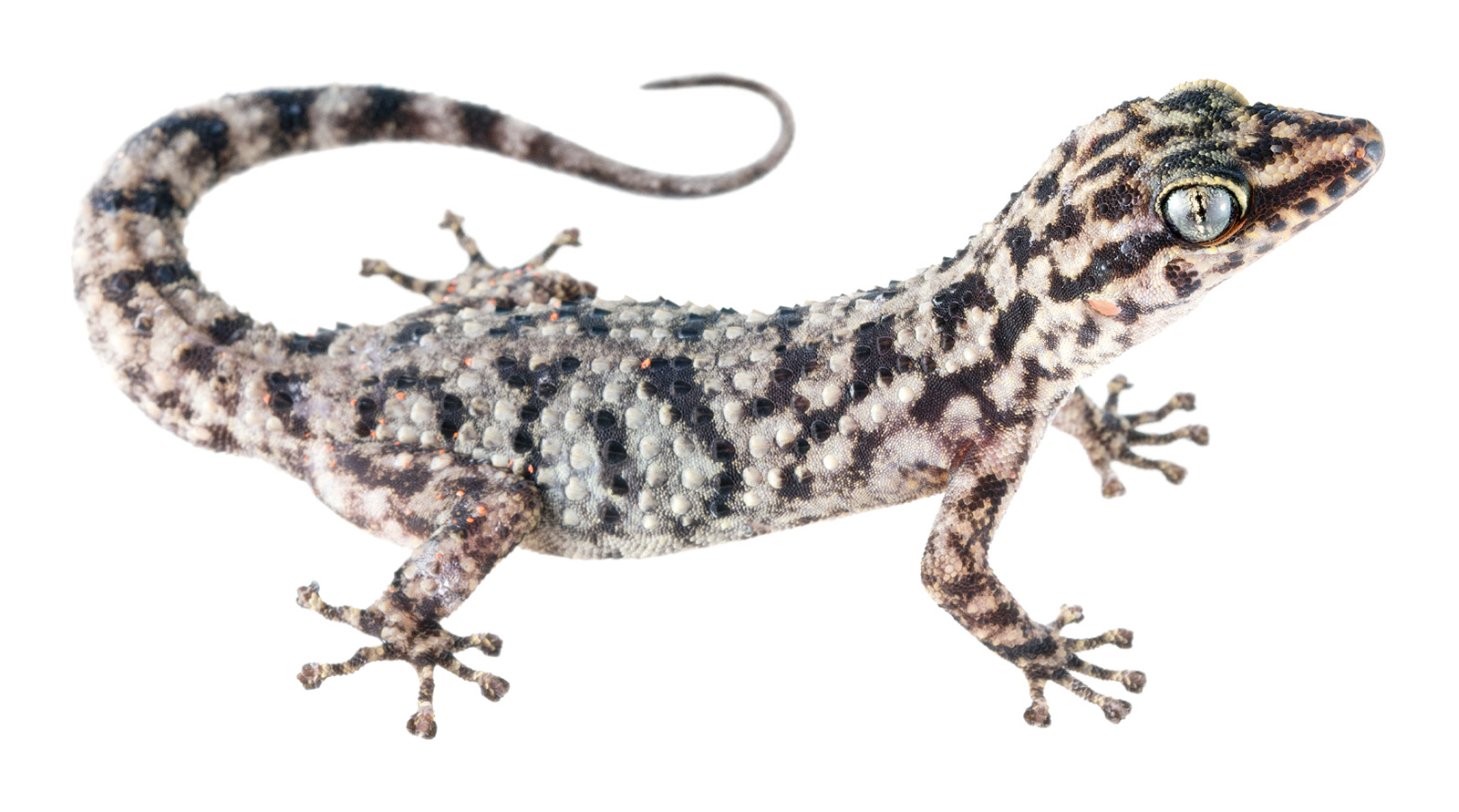 Darwin's Leaf-toed Gecko (Phyllodactylus darwini)