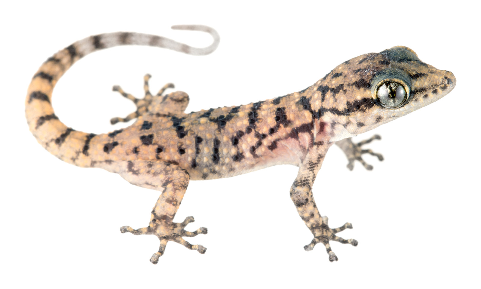 Darwin's Leaf-toed Gecko (Phyllodactylus darwini)