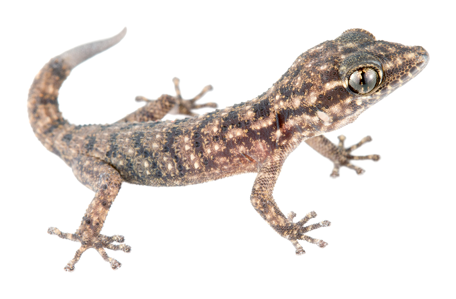 Darwin's Leaf-toed Gecko (Phyllodactylus darwini)