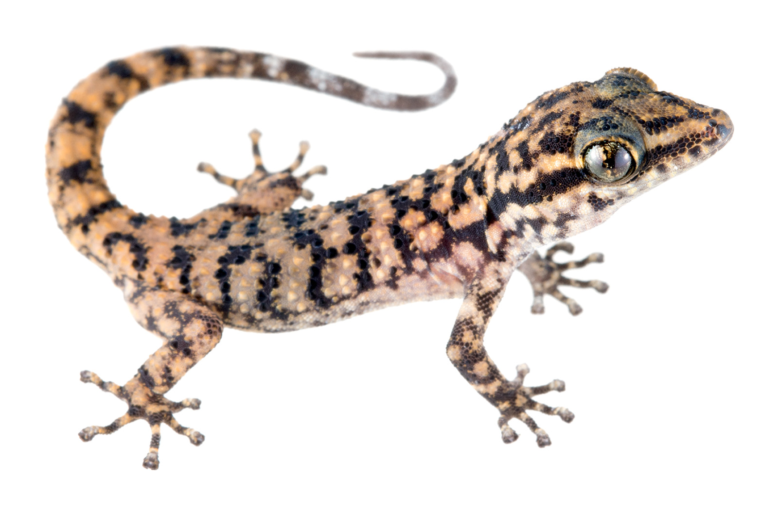 Darwin's Leaf-toed Gecko (Phyllodactylus darwini)
