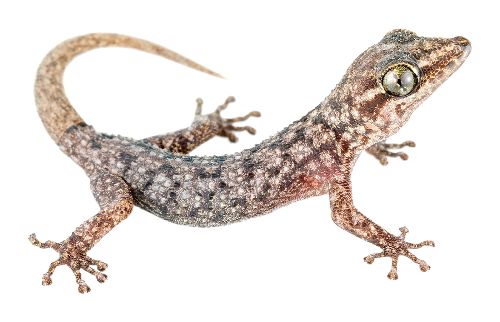 Darwin's Leaf-toed Gecko (Phyllodactylus darwini)