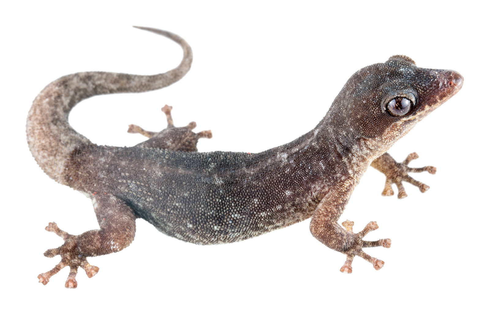 Wolf Leaf-toed Gecko (Phyllodactylus gilberti)