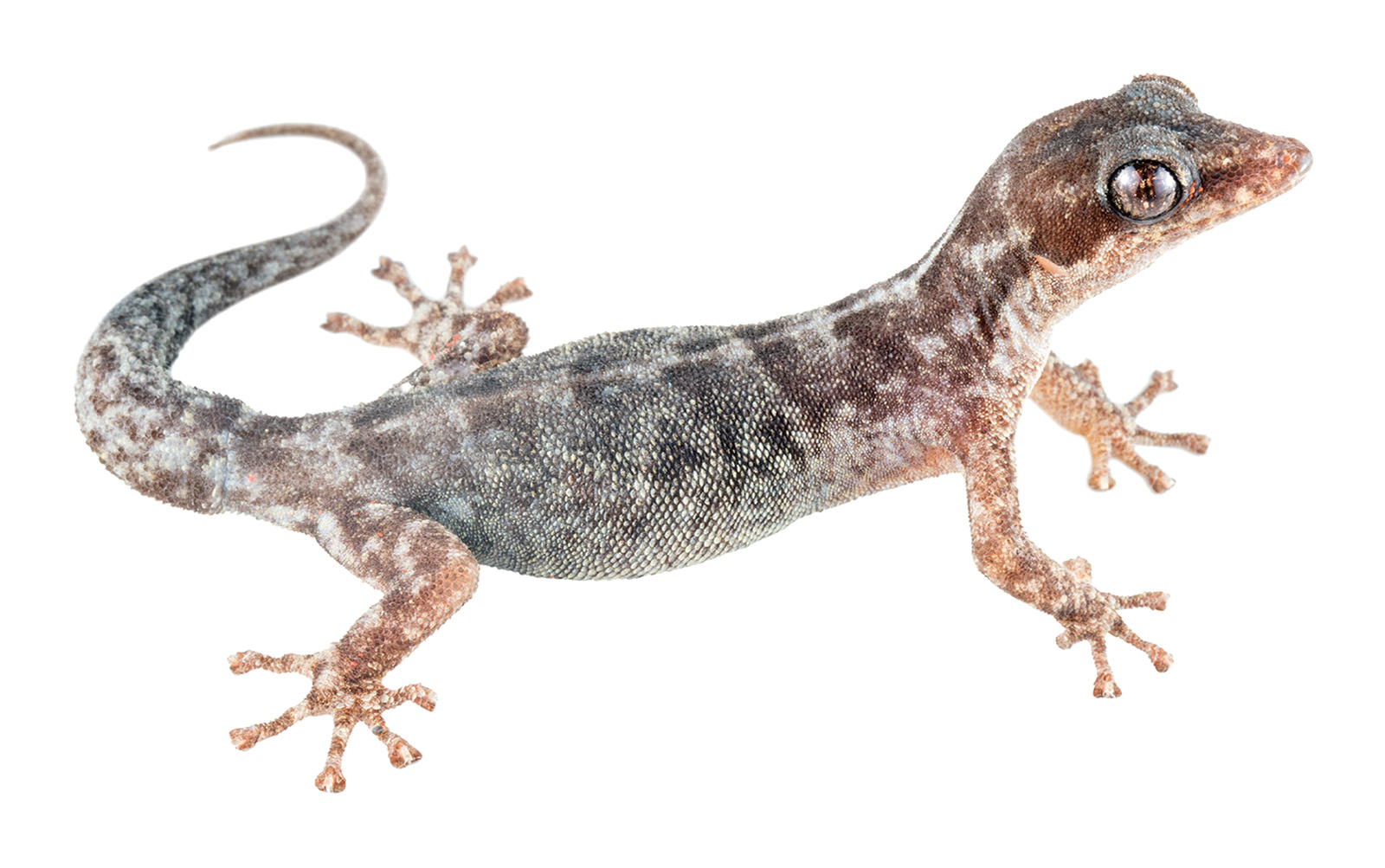 Wolf Leaf-toed Gecko (Phyllodactylus gilberti)