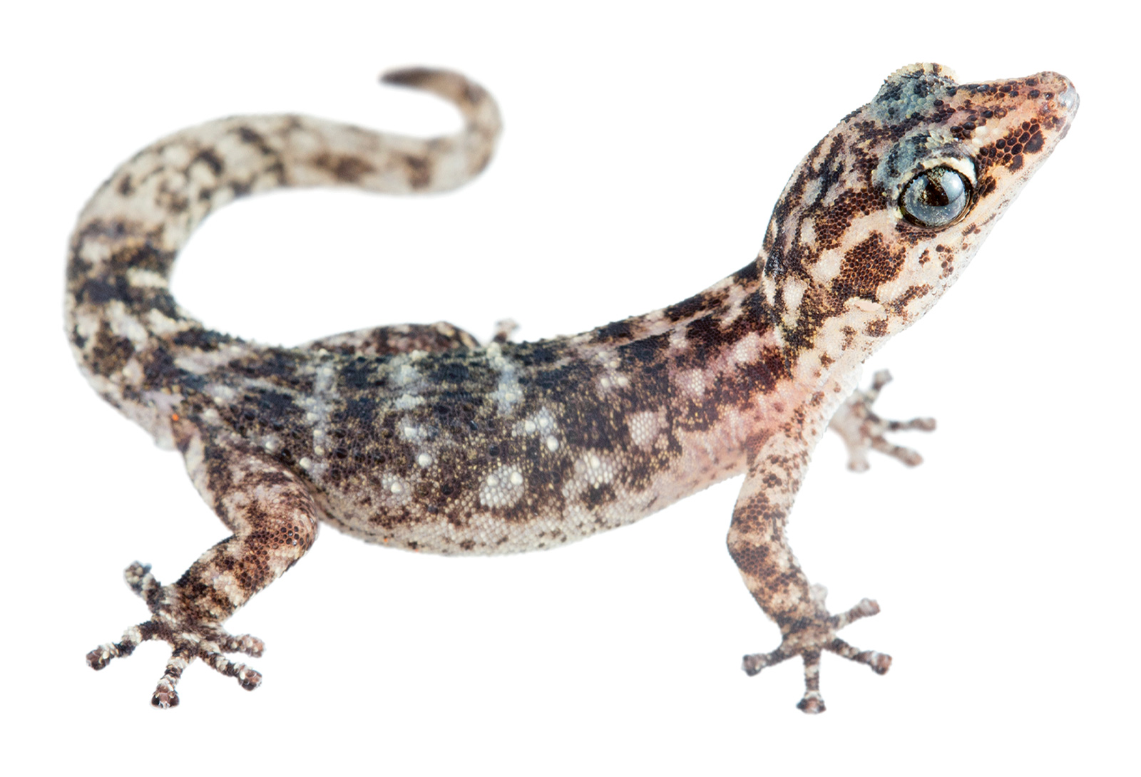 Española Leaf-toed Gecko (Phyllodactylus gorii)