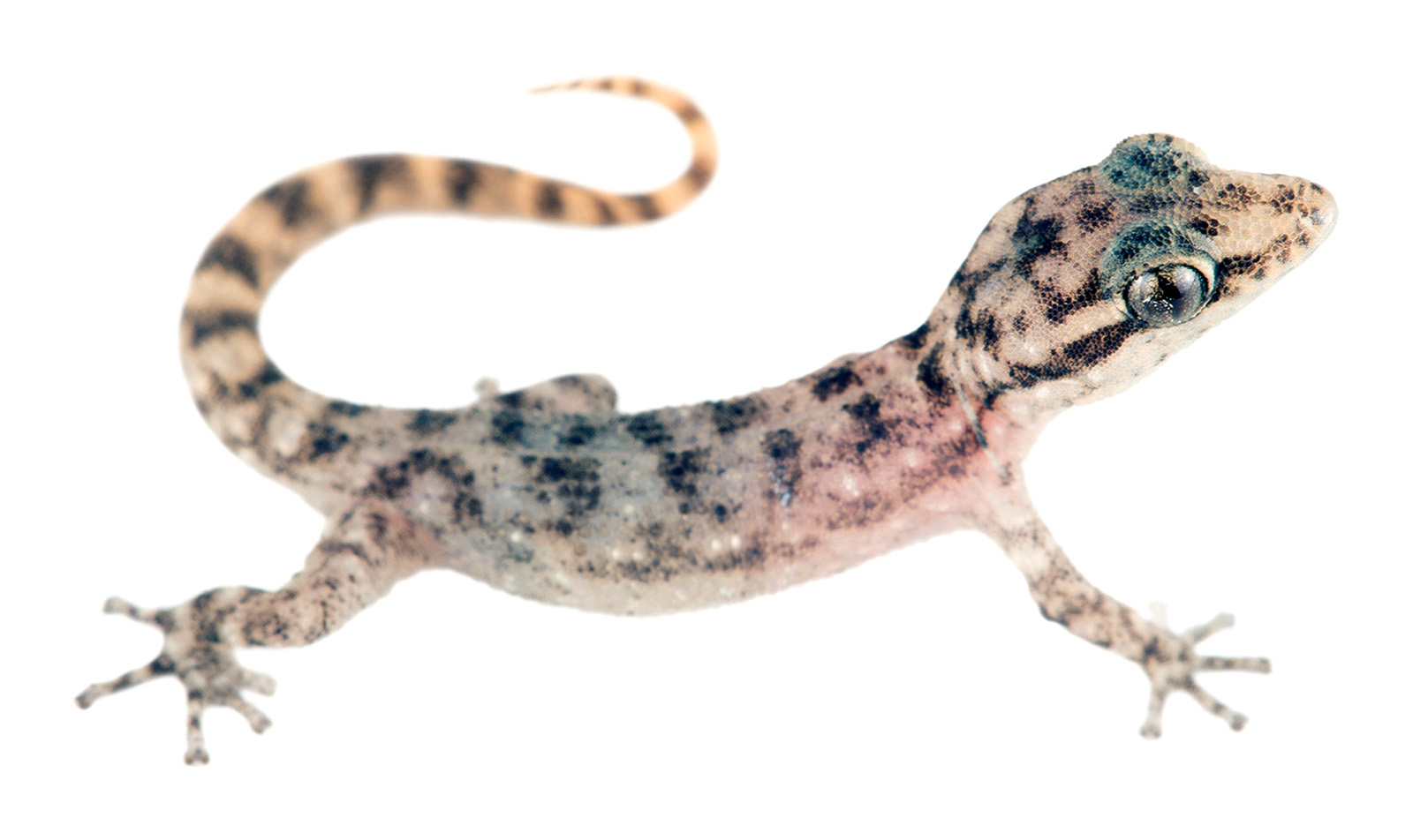 Española Leaf-toed Gecko (Phyllodactylus gorii)