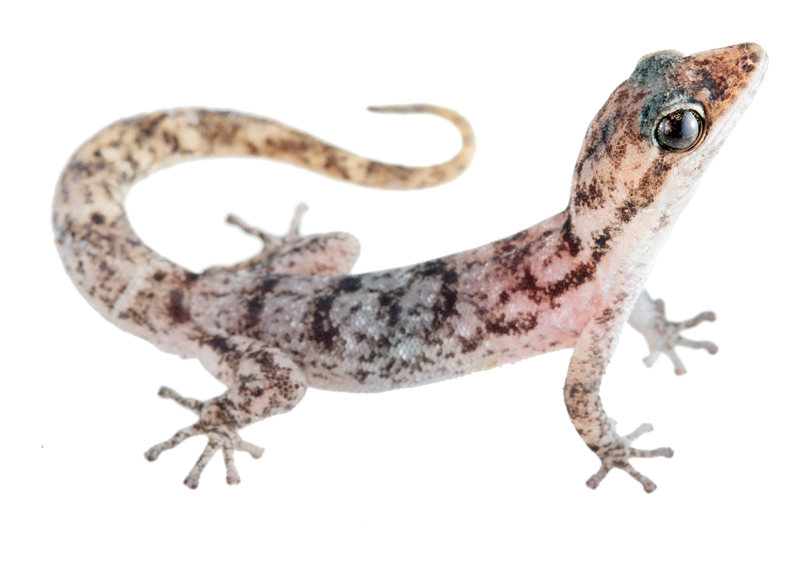 San Cristóbal Leaf-toed Gecko (Phyllodactylus leei)