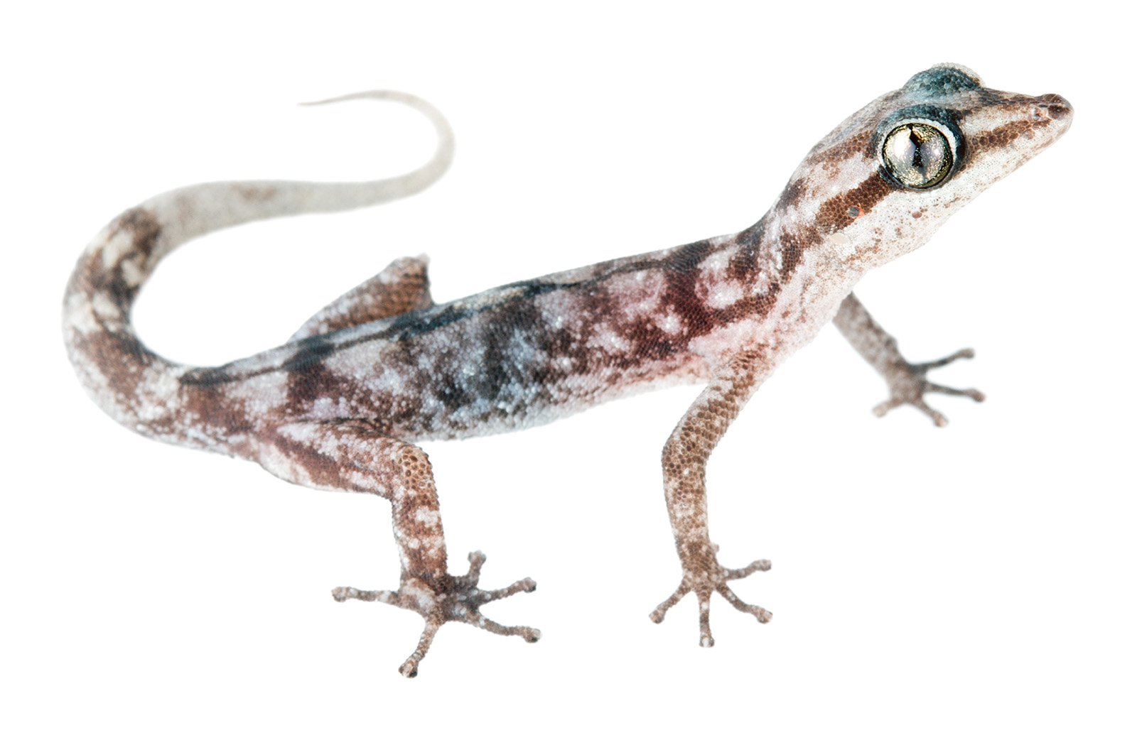 San Cristóbal Leaf-toed Gecko (Phyllodactylus leei)