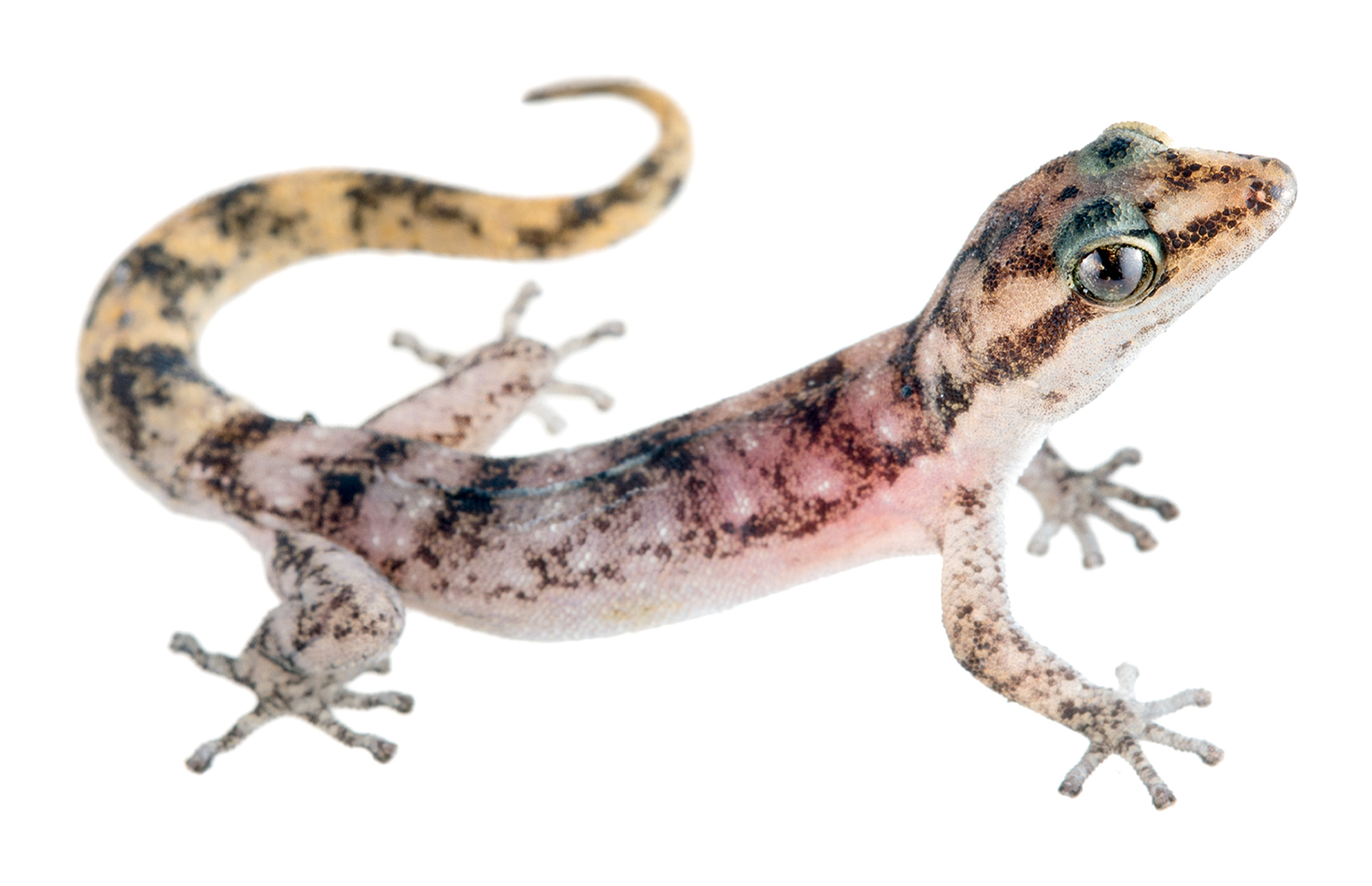 San Cristóbal Leaf-toed Gecko (Phyllodactylus leei)