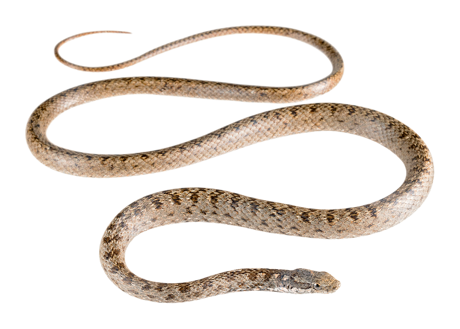 Eastern Galápagos Racer (Pseudalsophis biserialis)