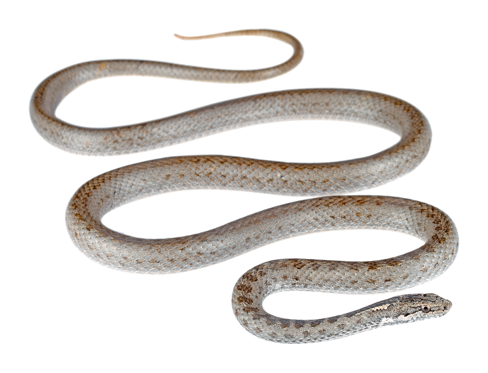 Central Galápagos Racer (Pseudalsophis dorsalis)