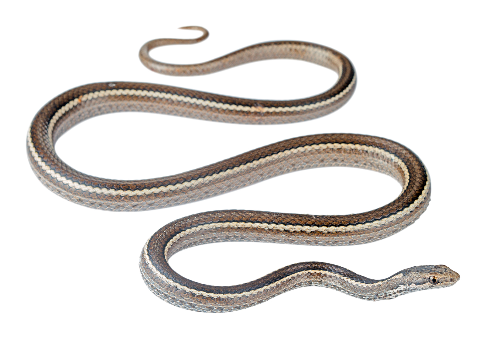 Central Galápagos Racer (Pseudalsophis dorsalis)