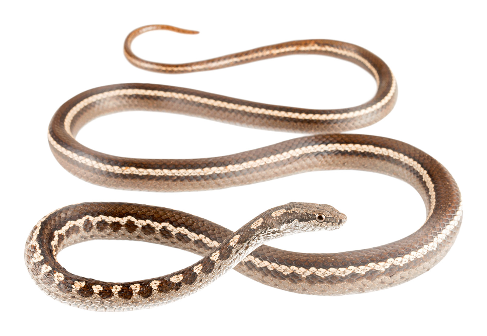 Western Galápagos Racer (Pseudalsophis occidentalis)