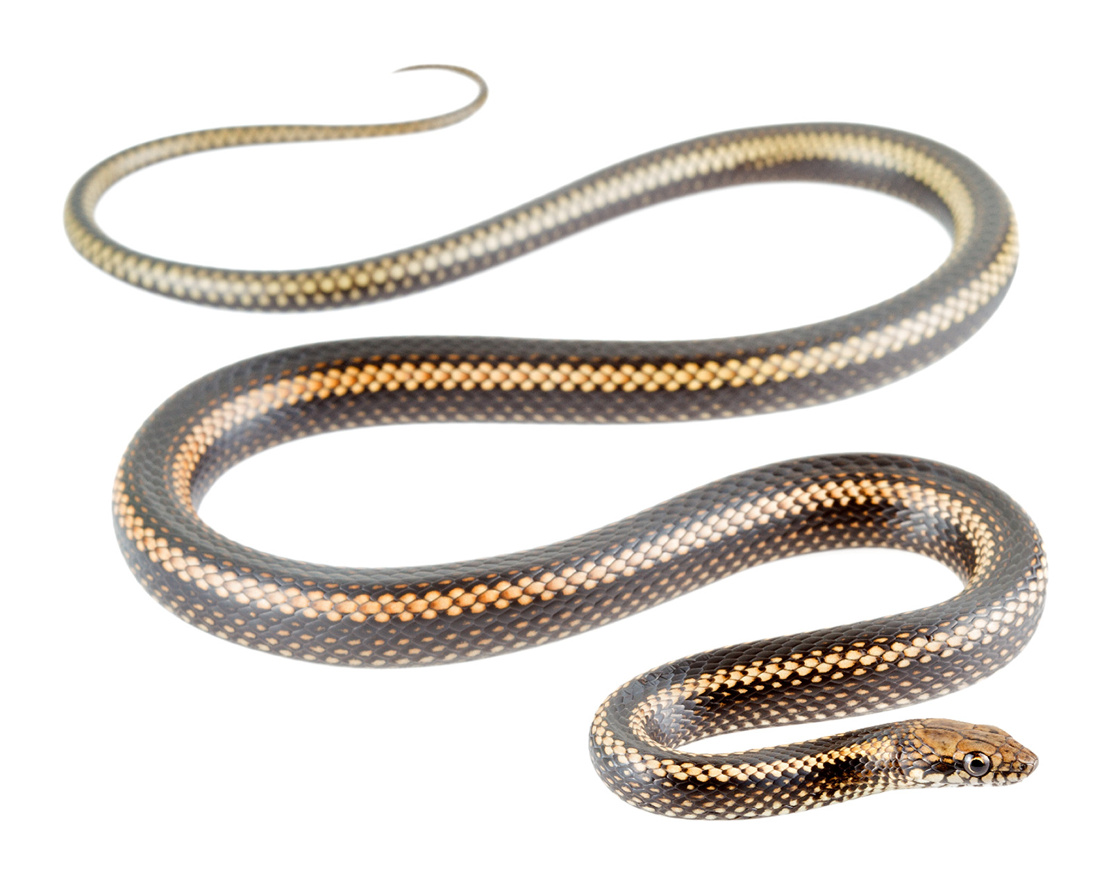 Painted Racer (Pseudalsophis steindachneri)