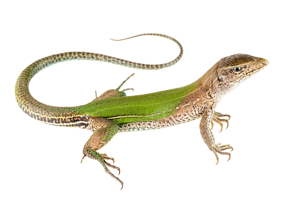 Whiptails of Ecuador