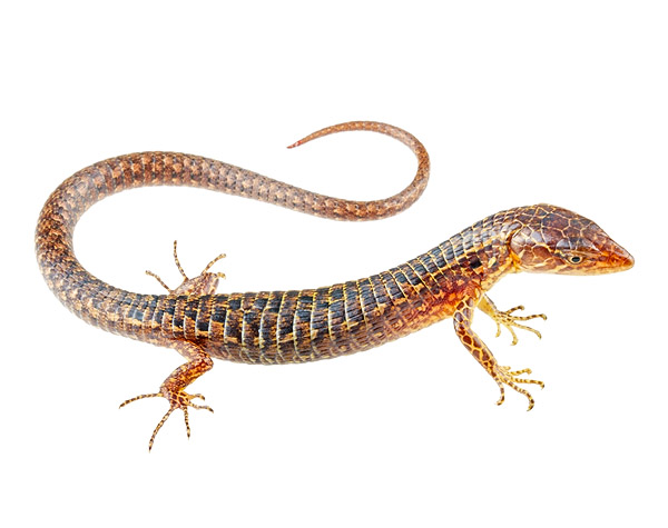 Andean Lizards of Ecuador