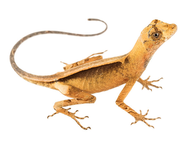 Photos of the Blue-throated Anole (Anolis bombiceps)