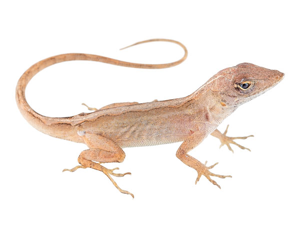 Photos of the Brown Anole (Anolis sagrei)