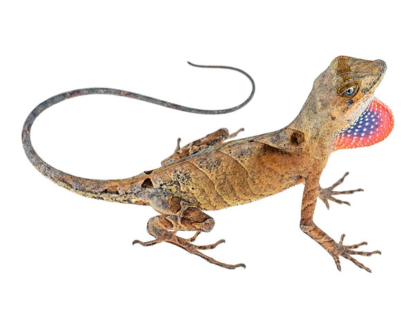 Photos of the Yellow-tongued Anole (Anolis scypheus)