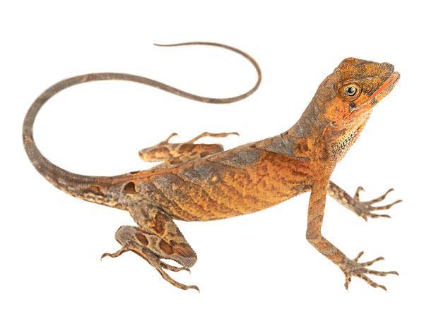 Photos of the Yellow-tongued Anole (Anolis scypheus)