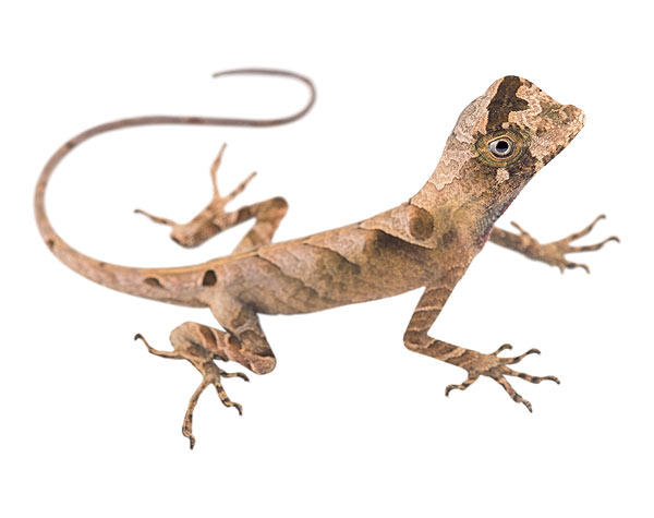 Photos of the Yellow-tongued Anole (Anolis scypheus)
