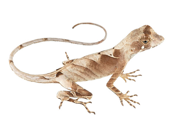 Photos of the Yellow-tongued Anole (Anolis scypheus)