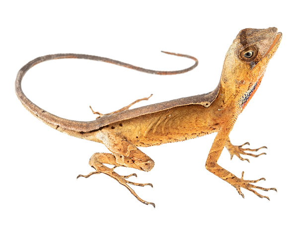 Photos of the Yellow-tongued Anole (Anolis scypheus)