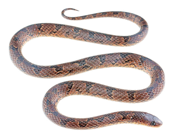 Photos of the Arango’s Ground Snake (Atractus arangoi)