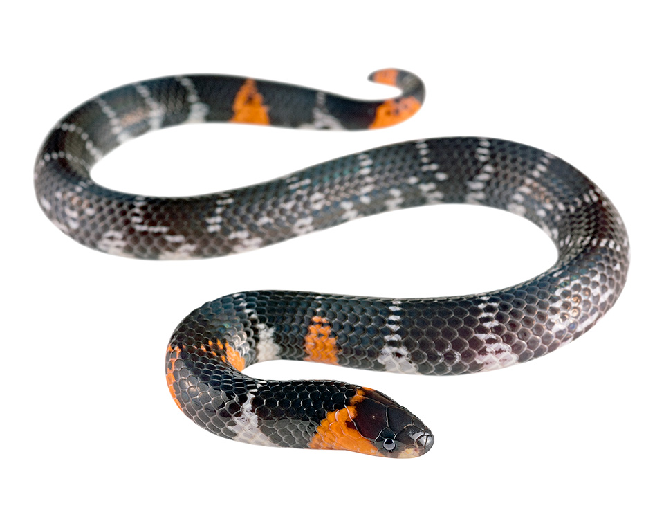 Ground Snakes of Ecuador